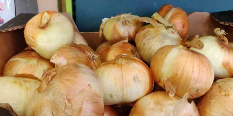 llᐈ Cebolla Dulce | ️ Descubre las Propiedades y sus Beneficios